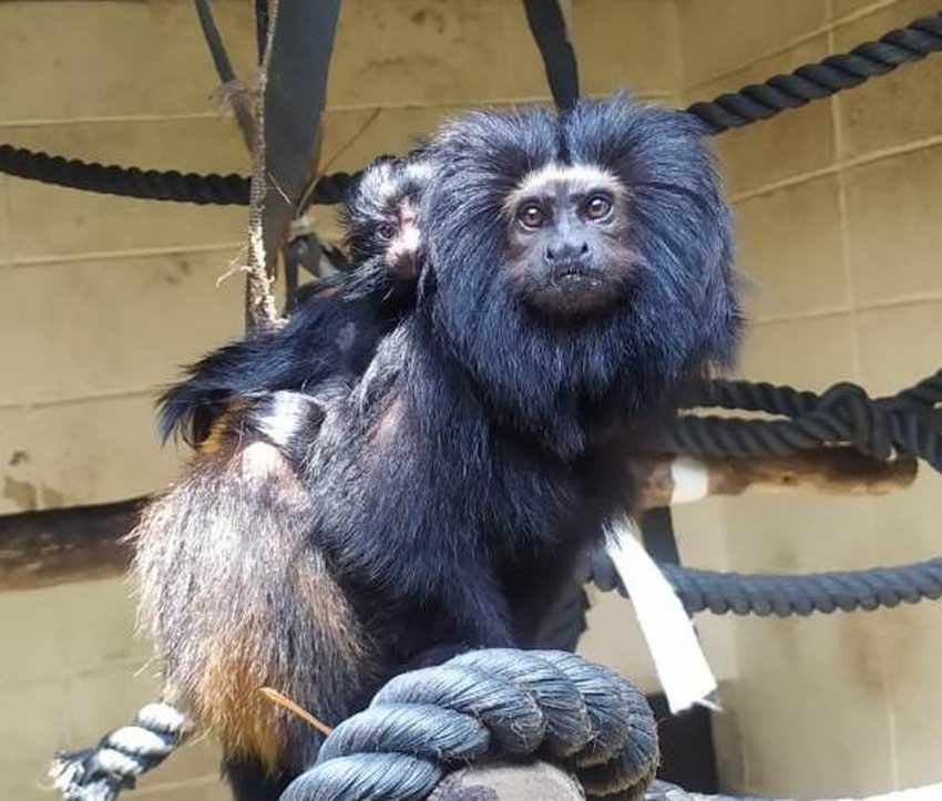 Dois filhotes de mico-leão-preto nascem no Zoo – Jabaquara News
